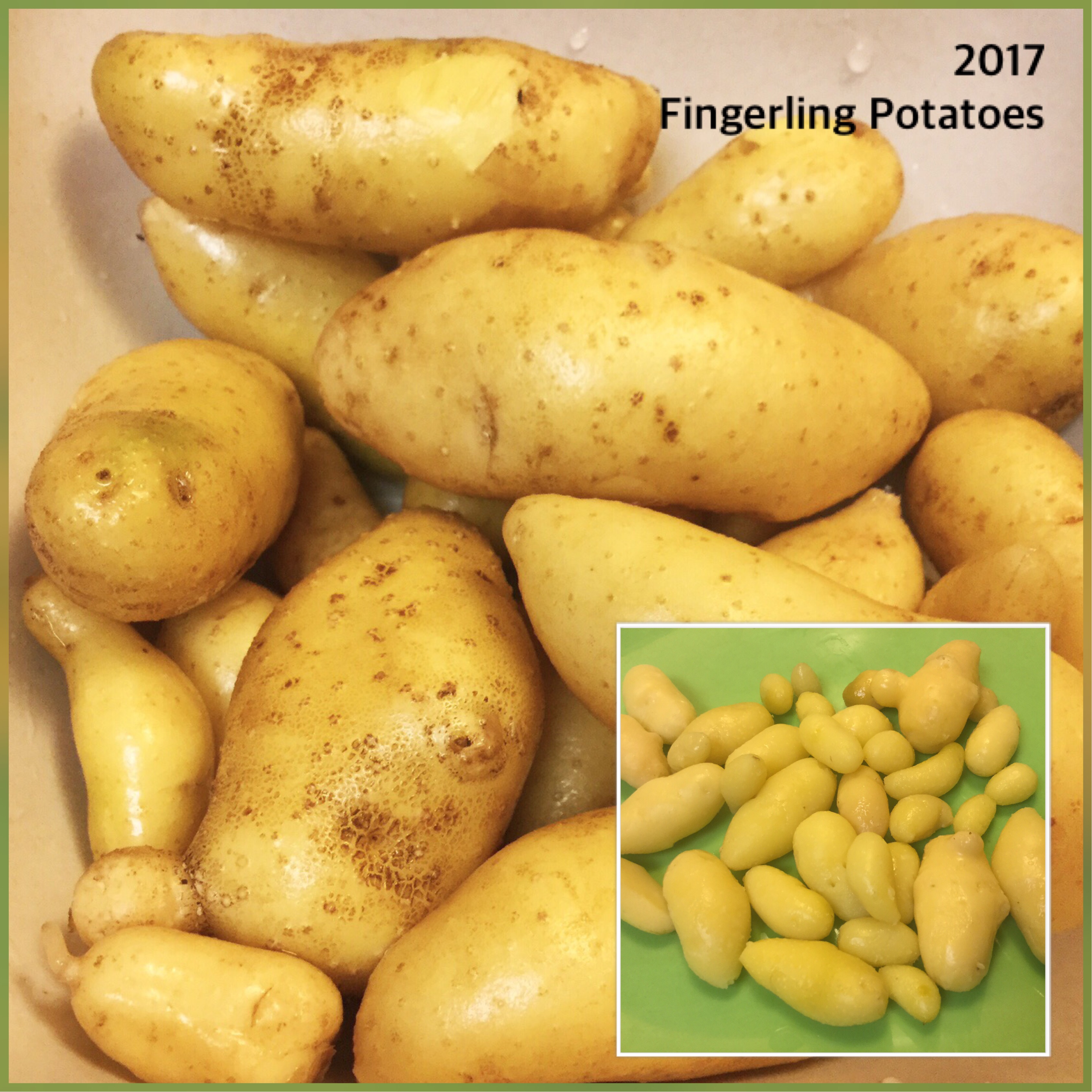 Potato – Kity Gardener