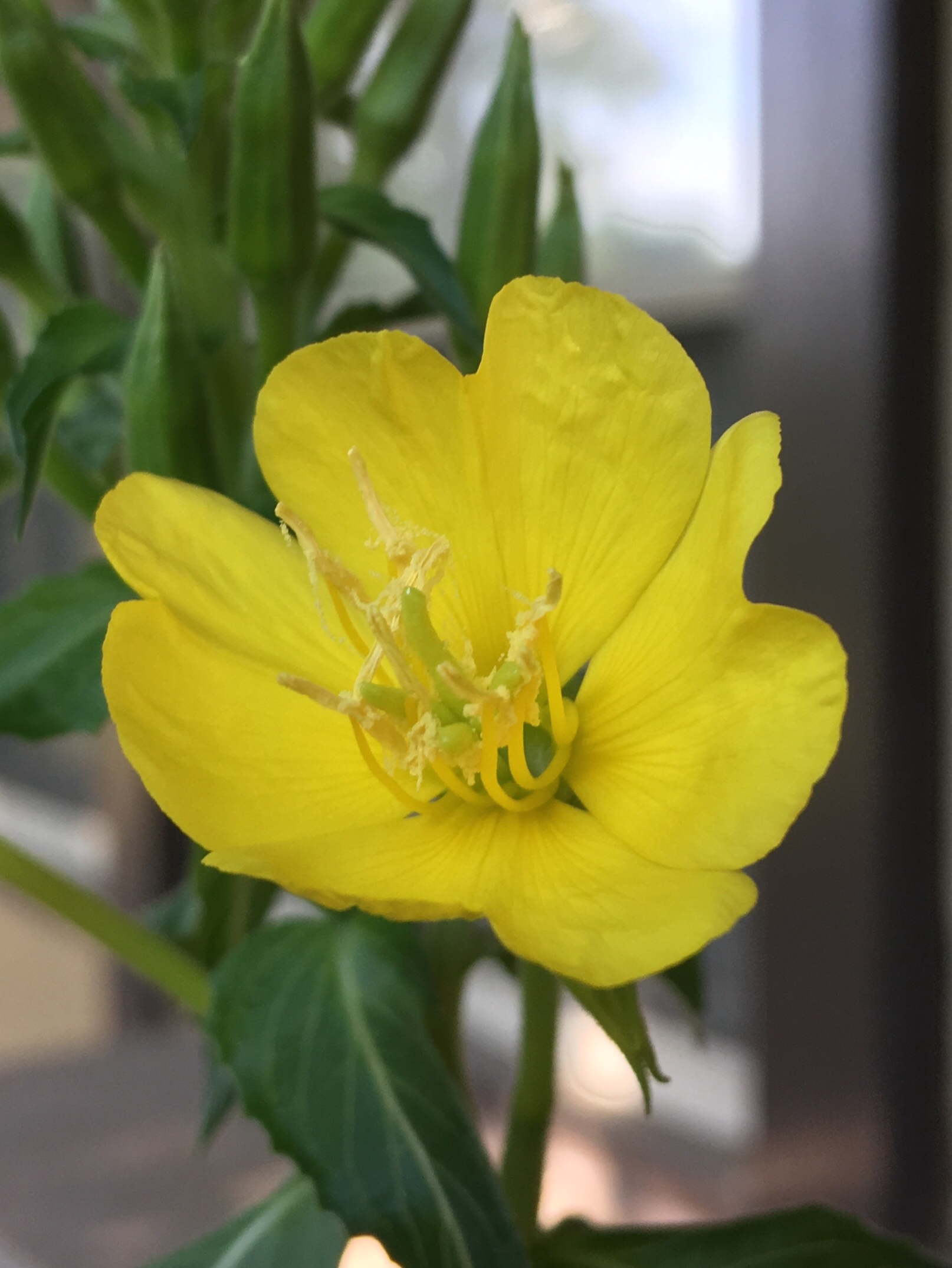 Evening Primrose – Kity Gardener
