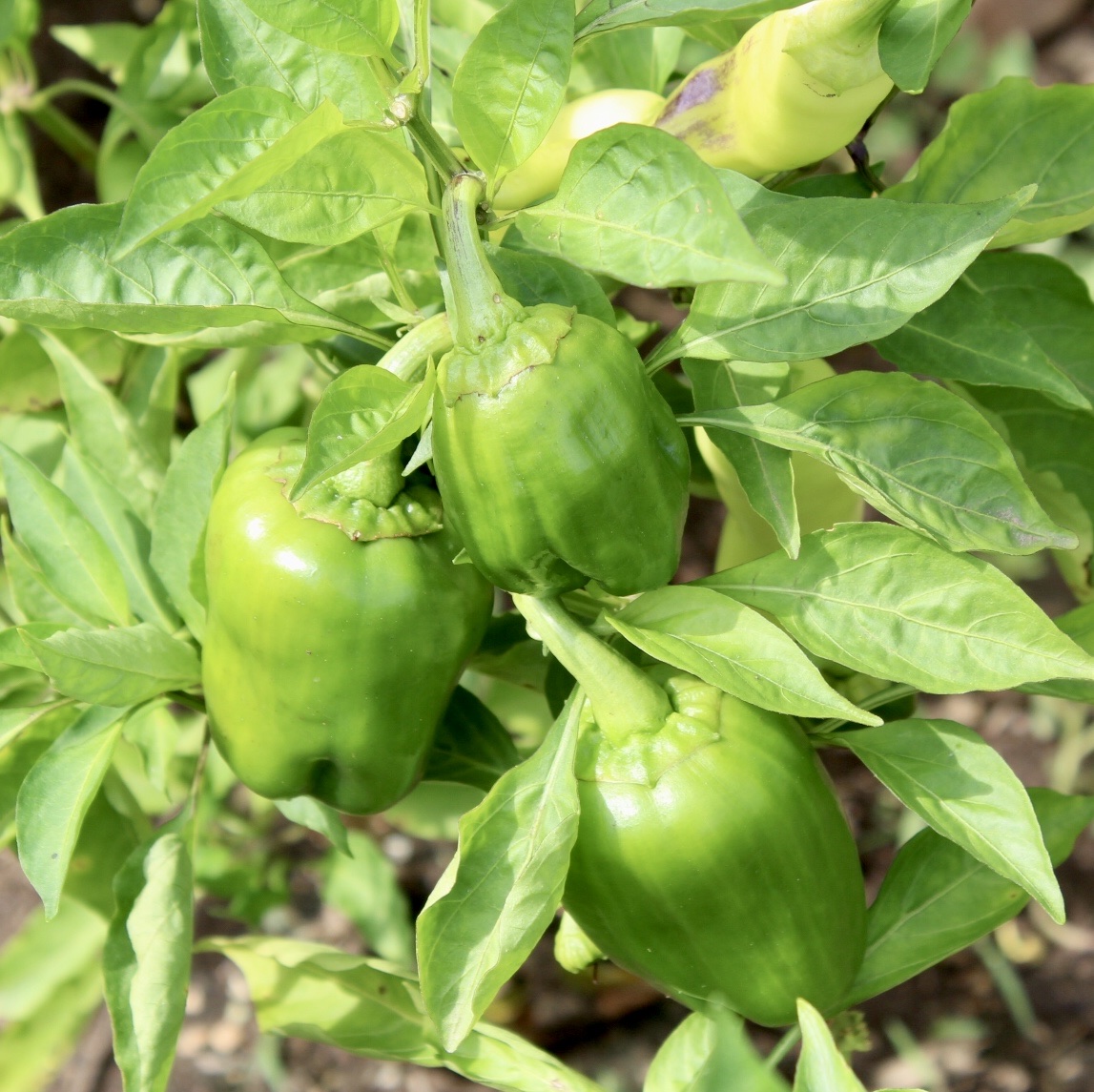 Bell Pepper – Kity Gardener