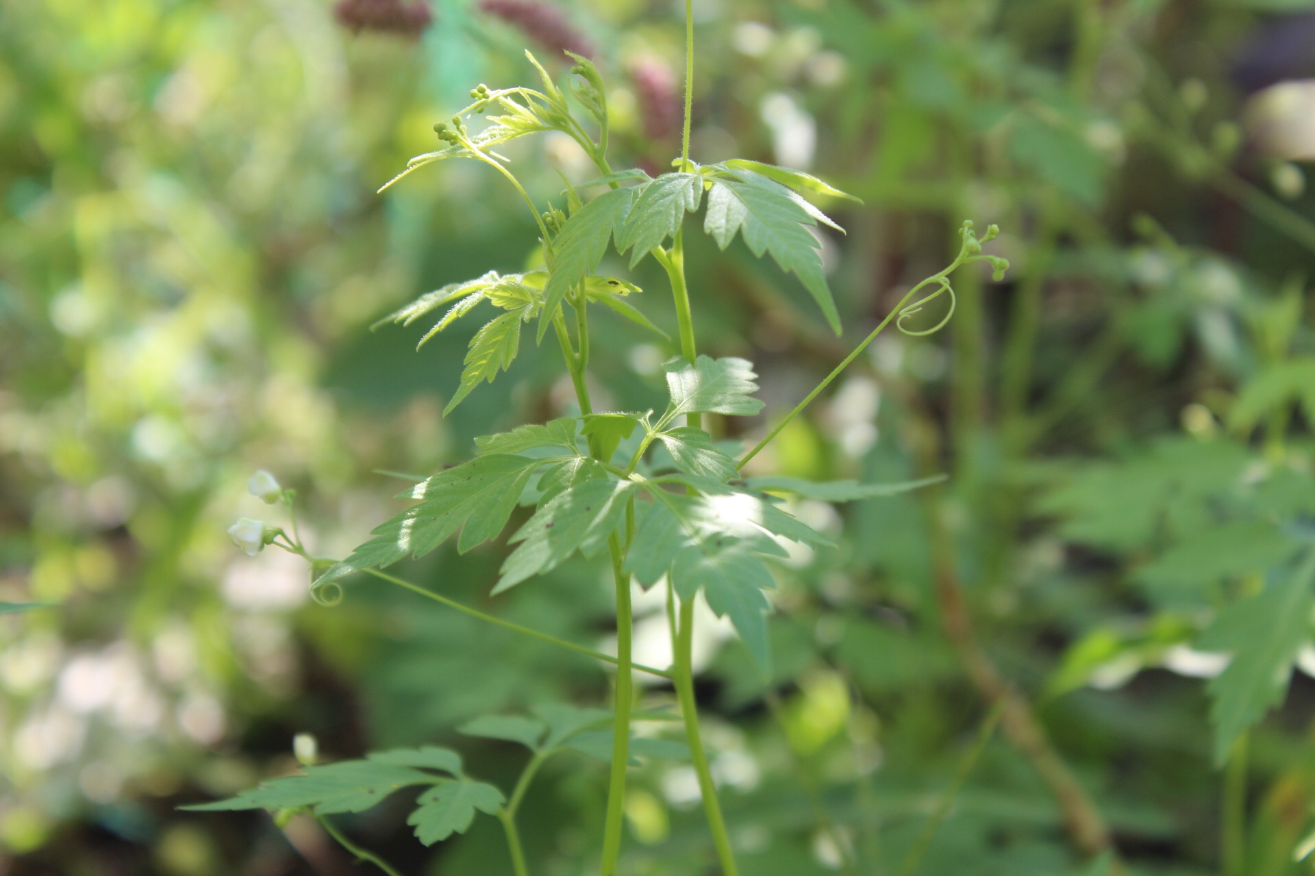 Balloon Vine – Kity Gardener