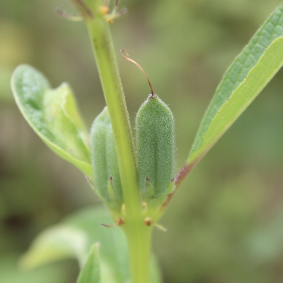 Black Sesame – Kity Gardener