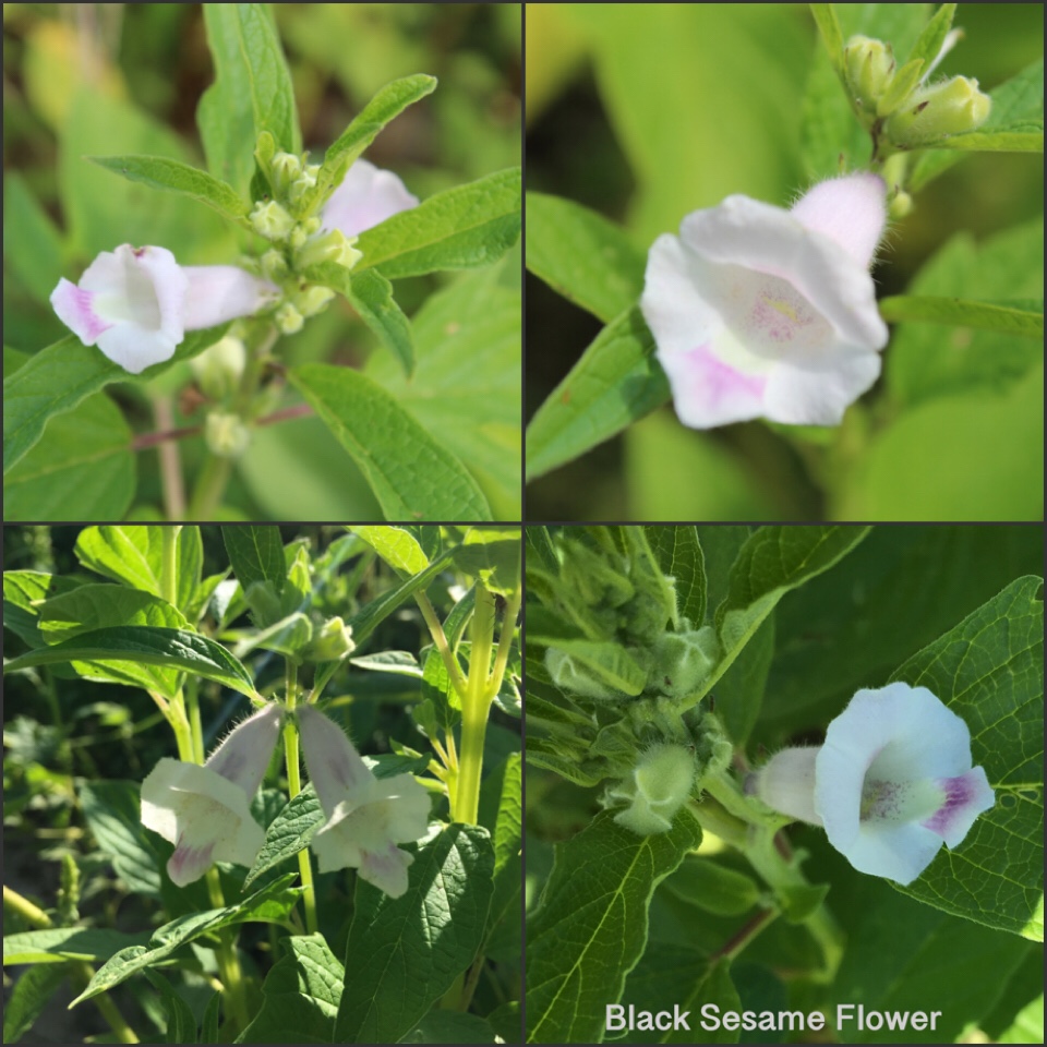 Black Sesame – Kity Gardener